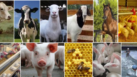 Producción animal | ItzelTzintzun